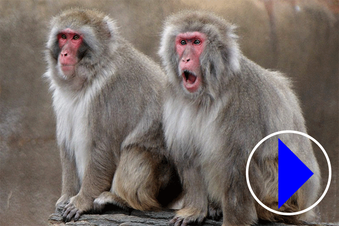 Live Webcam | Japanese Macaques ( snow monkeys ) at Detroit Zoo